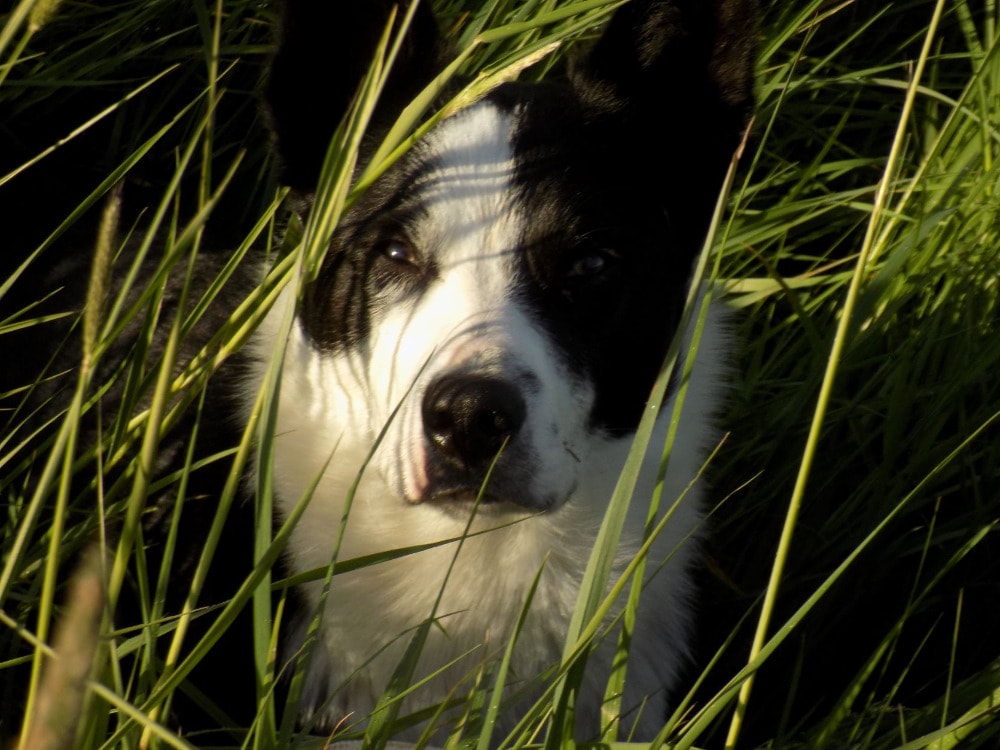 Robin | Pet sitter in Dunmurry | Pawshake.co.uk